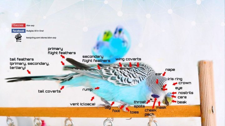 Budgie Anatomy in detail [Alen AxP ] -alenaxp.com
