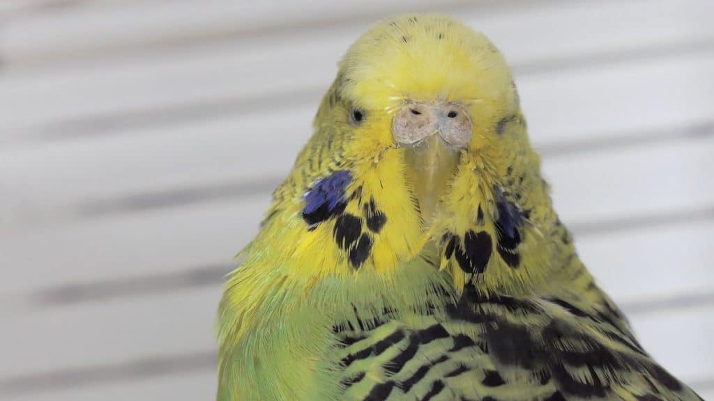 Breeding English Budgies? LEARN NOW!