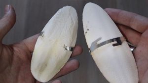 Cuttlebone - Why Does My Budgie Use it?