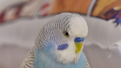 Budgie scared, Why is Your Budgie scared of you?