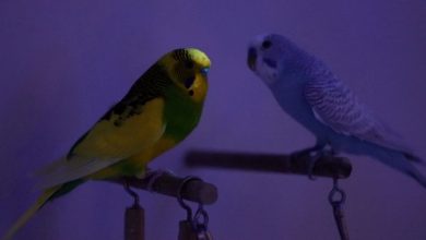 Glowing birds: Budgies can see and glow under ultraviolet uv light