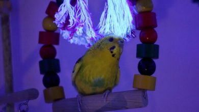 Glowing birds: Budgies can see and glow under ultraviolet uv light