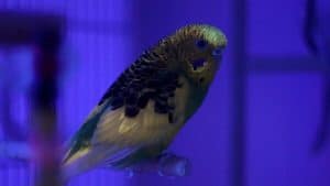 Glowing birds: Budgies can see and glow under ultraviolet uv light