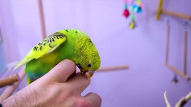 12 SIGNS YOUR BUDGIE IS CRYING FOR HELP!