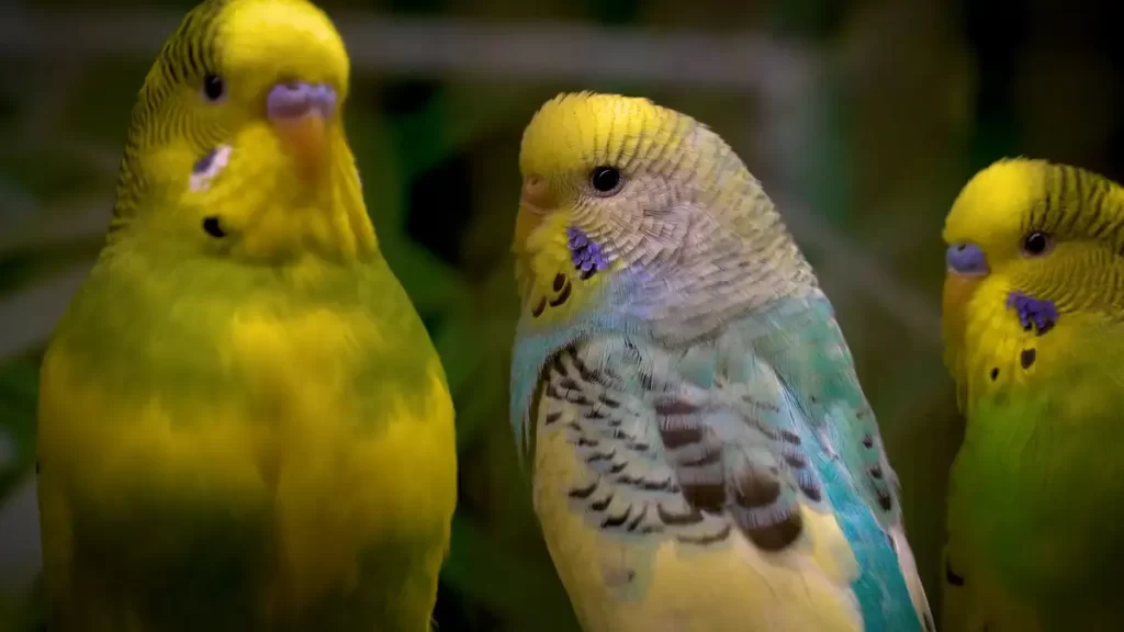 Should You Get Another Budgie Bird