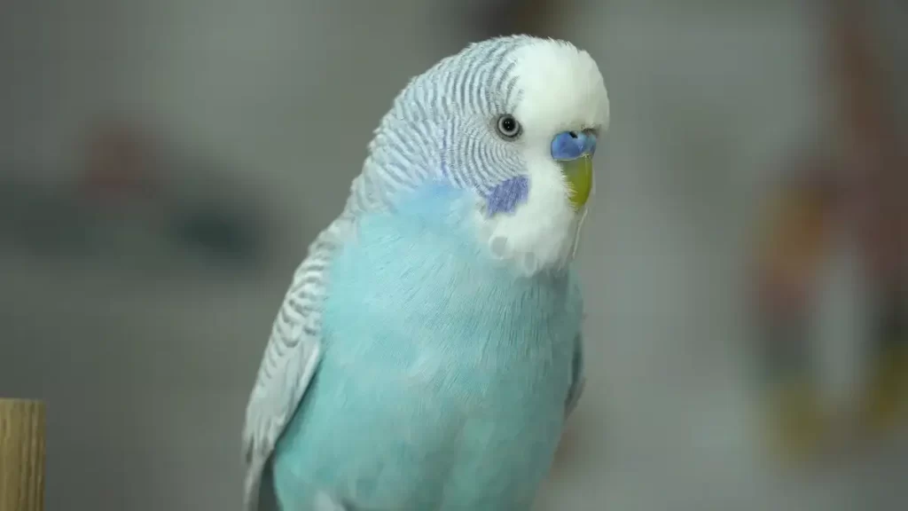 Alen AxP Budgie Community | Alen AxP Budgie Community