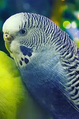 Alen AxP Budgie Community | Alen AxP Budgie Community