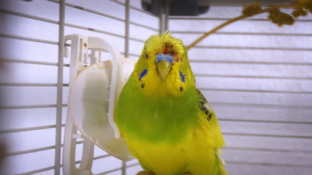 Alen AxP Budgie Community | Alen AxP Budgie Community