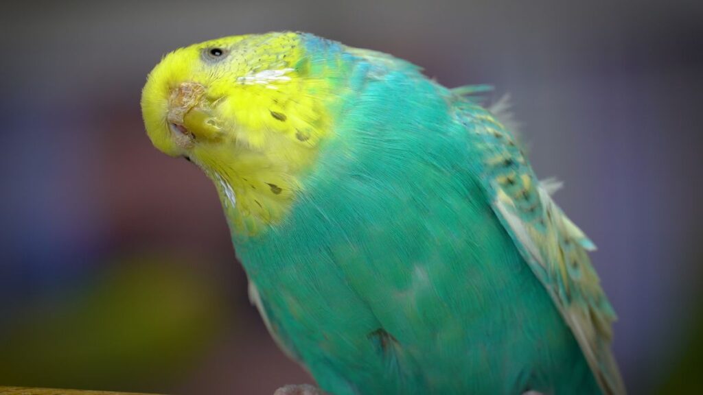 What Do Budgies Like 