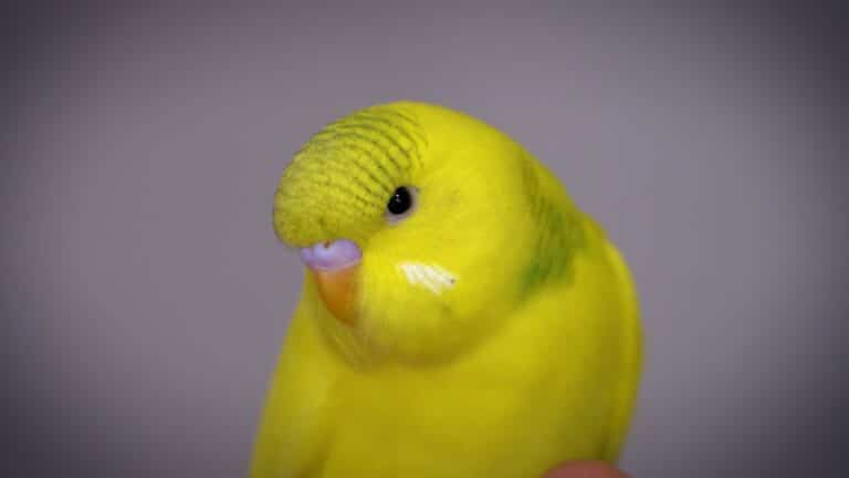 Alen AxP Budgie Community | Alen AxP Budgie Community