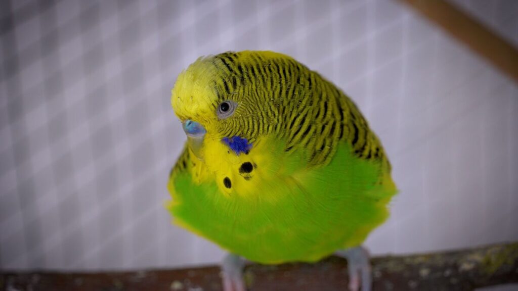 Choose a Budgie Bird from the Pet Store